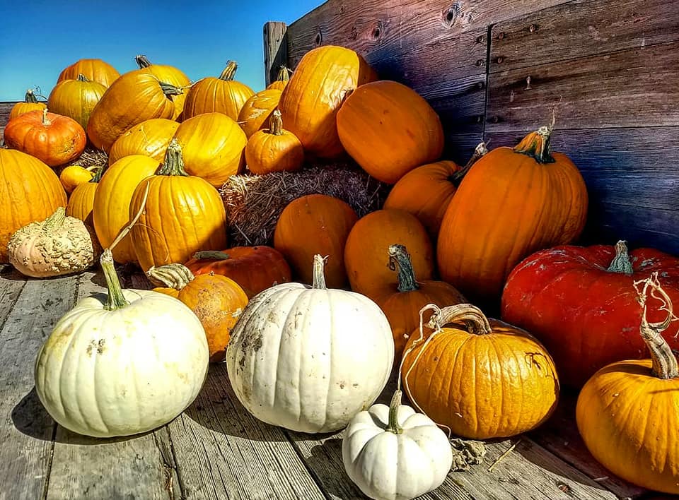 Explore Festive Fall Happenings in Morgan County, CO - Visit Morgan ...